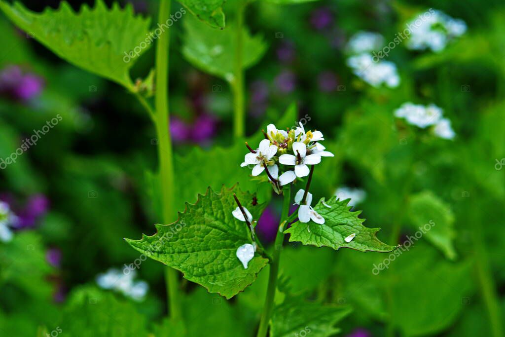 Alliaria petiolata, o mostaza de ajo, es una planta con flores de la ...