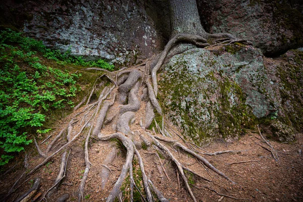 Young sprout growing through roots of old tree. — Stock Photo ...