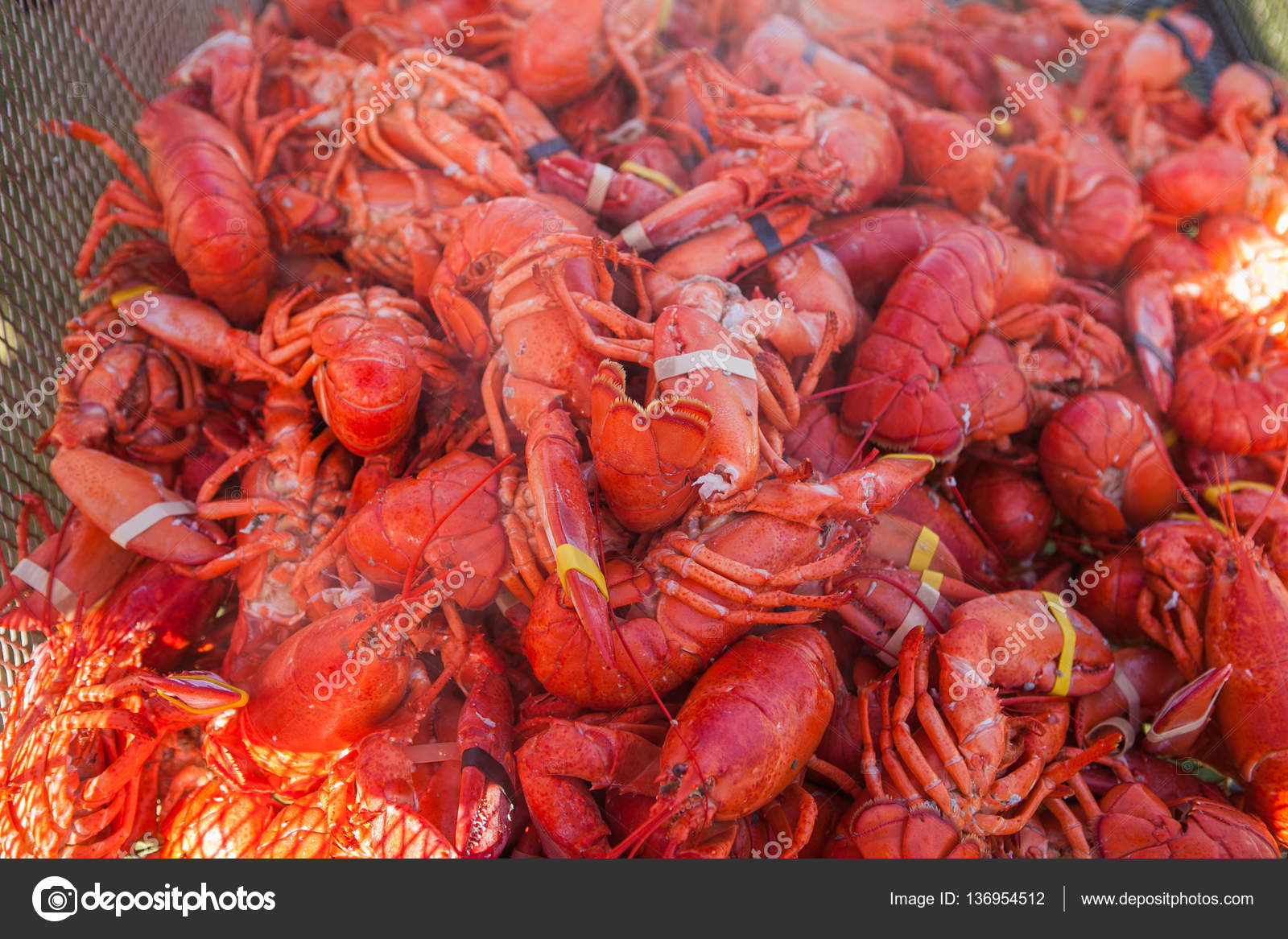 Gekochter Riesenhummer