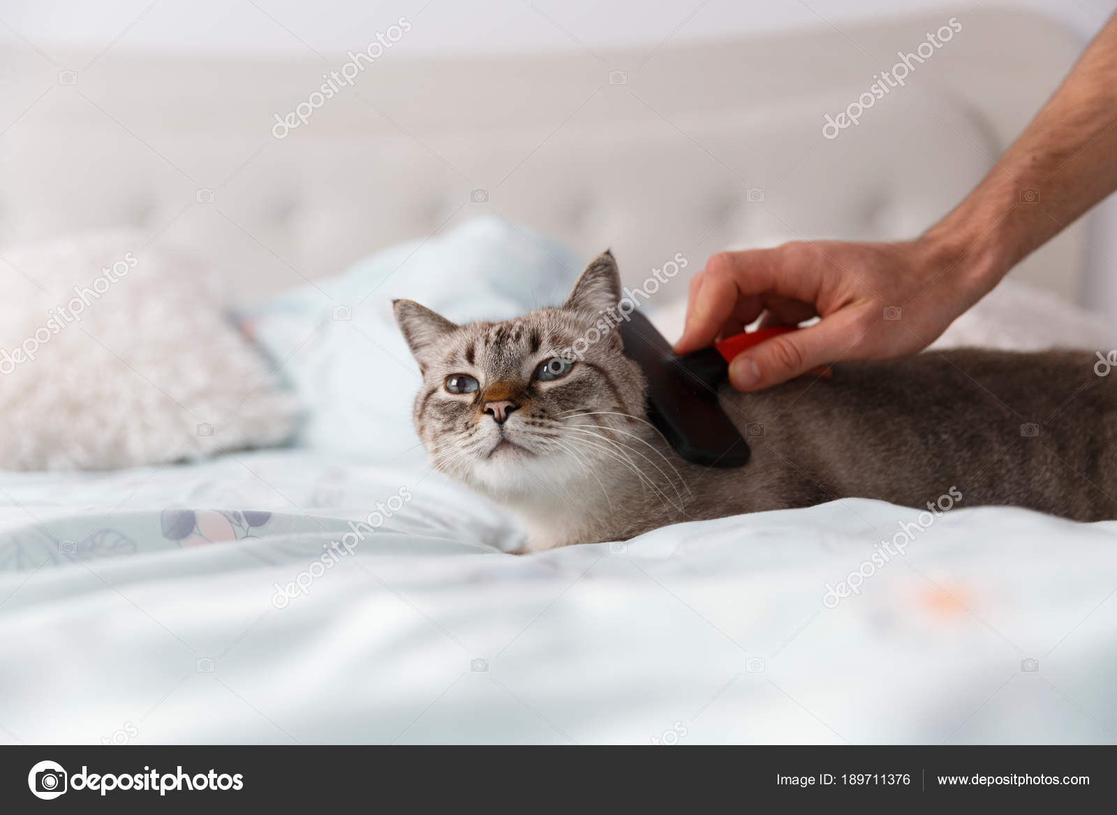 Domestic Cat Relaxing Mood Human Friendly Hand Spoil His Cat — Stock ...