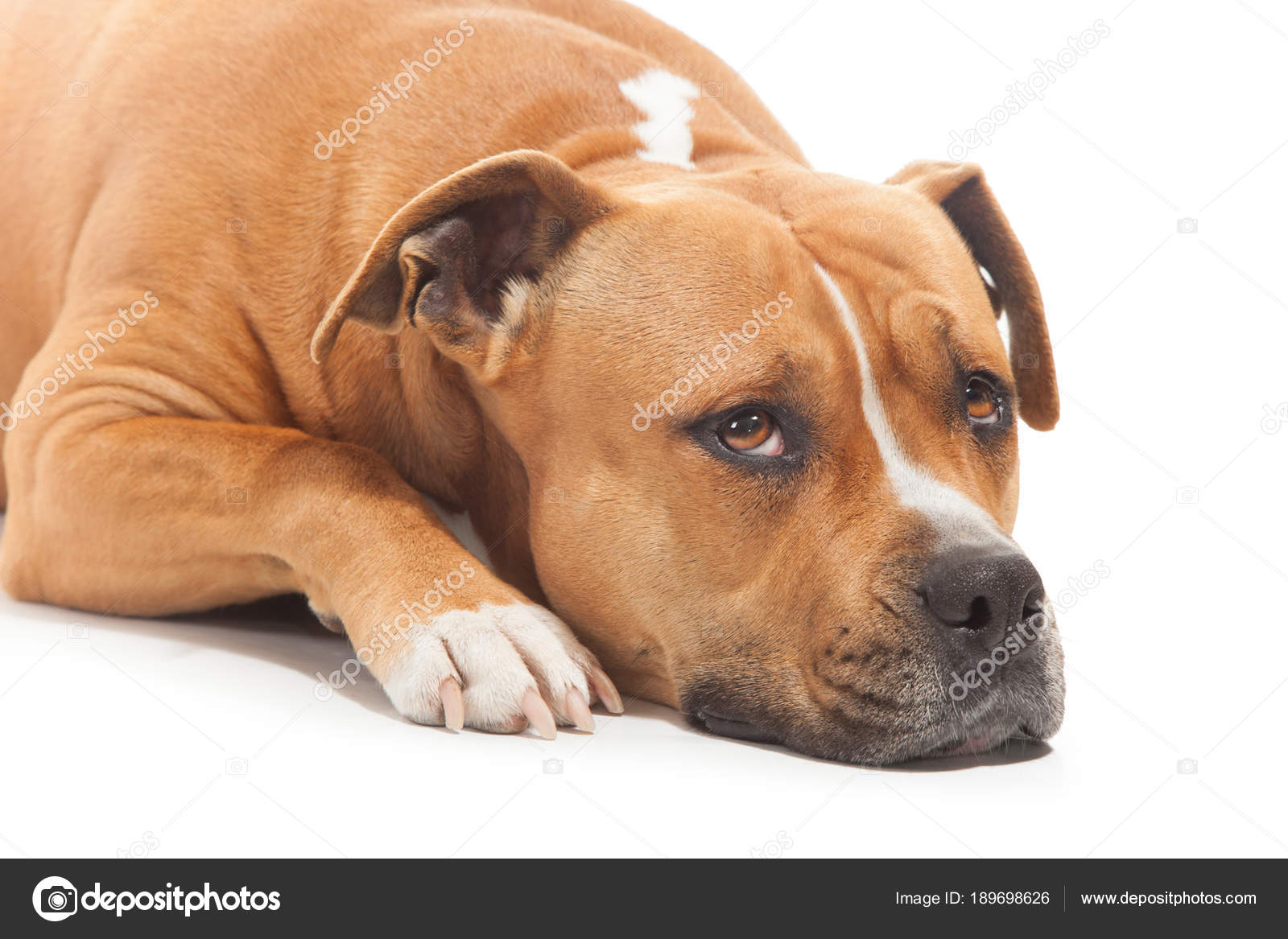 Sad dog stafforshire white background Stock Photo by ©christieloupian ...