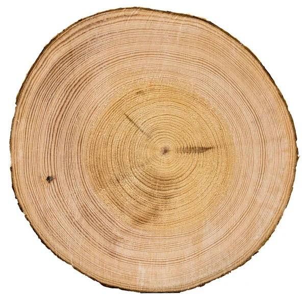 Tree cross section Stock Photos, Royalty Free Tree cross section Images ...