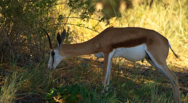Eating kudu antelope — Stock Photo © pyty #34372323