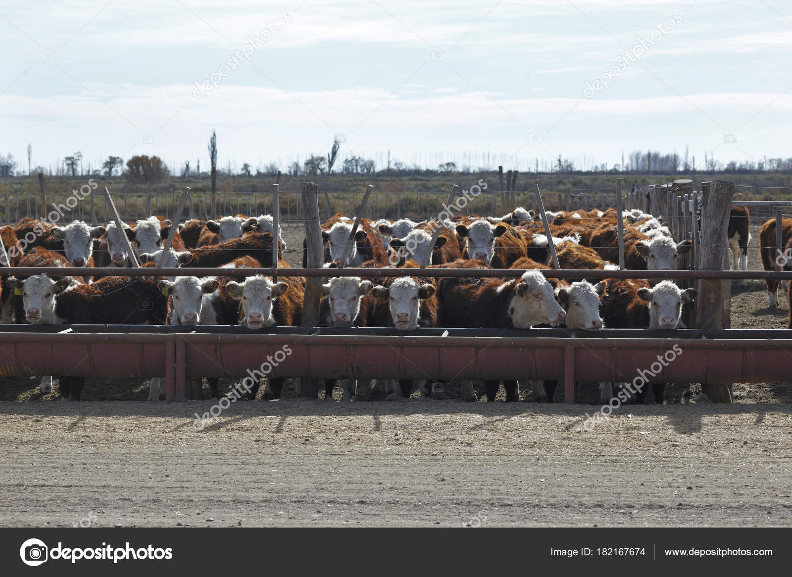 Cows Hereford Cattle Farm — Stock Photo © rocharibeiro #182167674