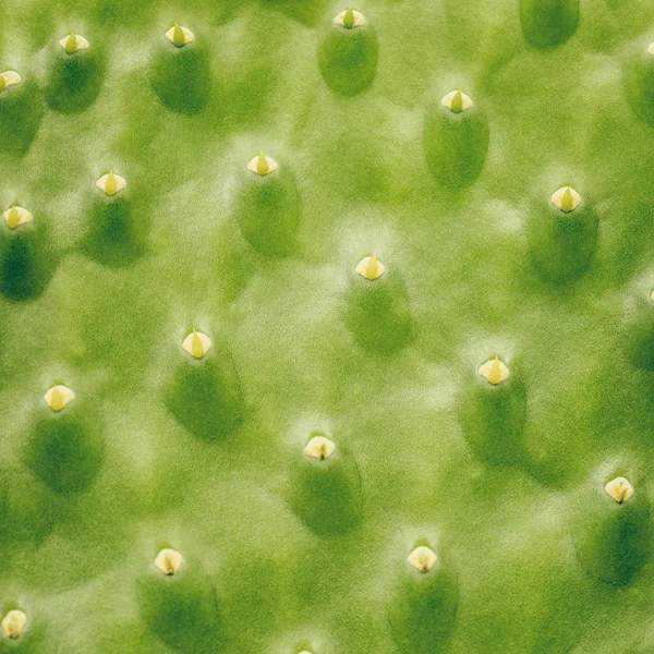 Cactus Leaf Texture Prickly Pear Cactus Opuntia Ficus Indica Stock ...
