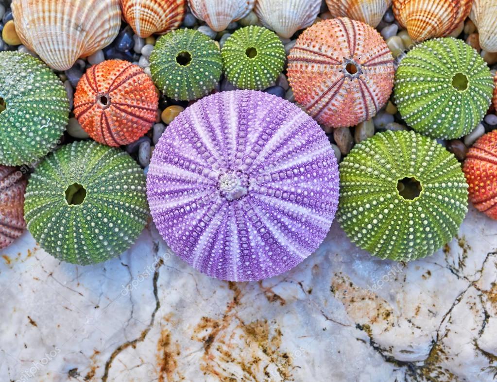 Images: sea urchin shells | Colorful sea urchins and shells — Stock ...