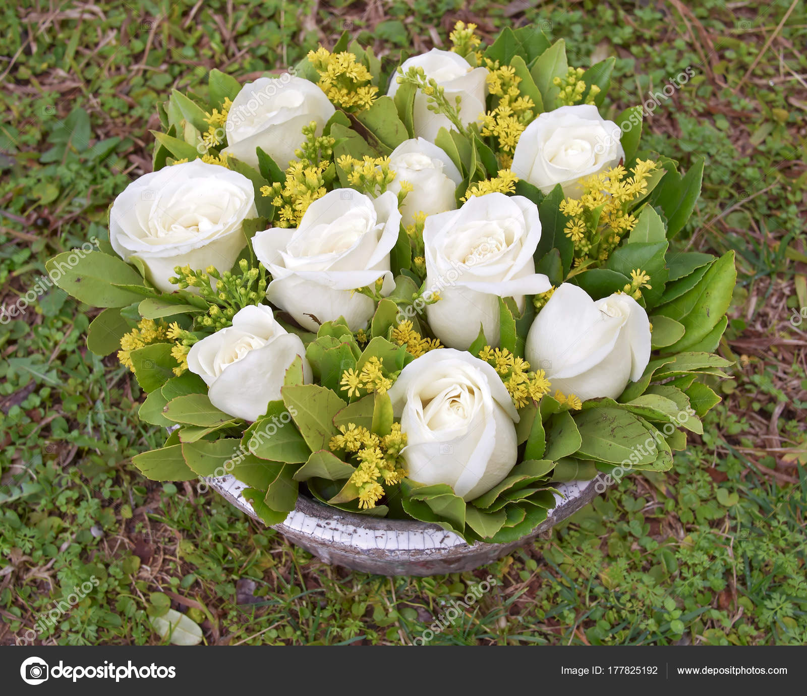 Natural White Rose Flowers Photos | Best Flower Site