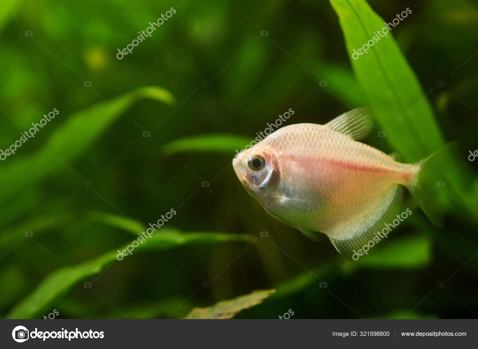 Glofish Breed Black Tetra Gymnocorymbus Ternetzi Colorful Pink Adult ...