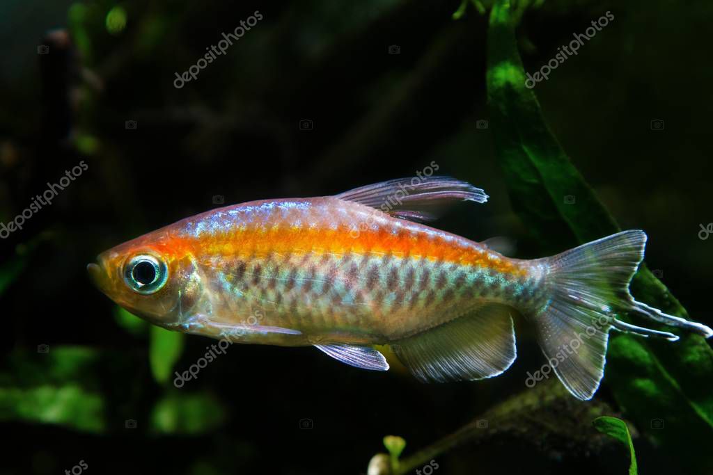 macho de popular ornamental Characin fish, Congo tetra, Phenacogrammus ...
