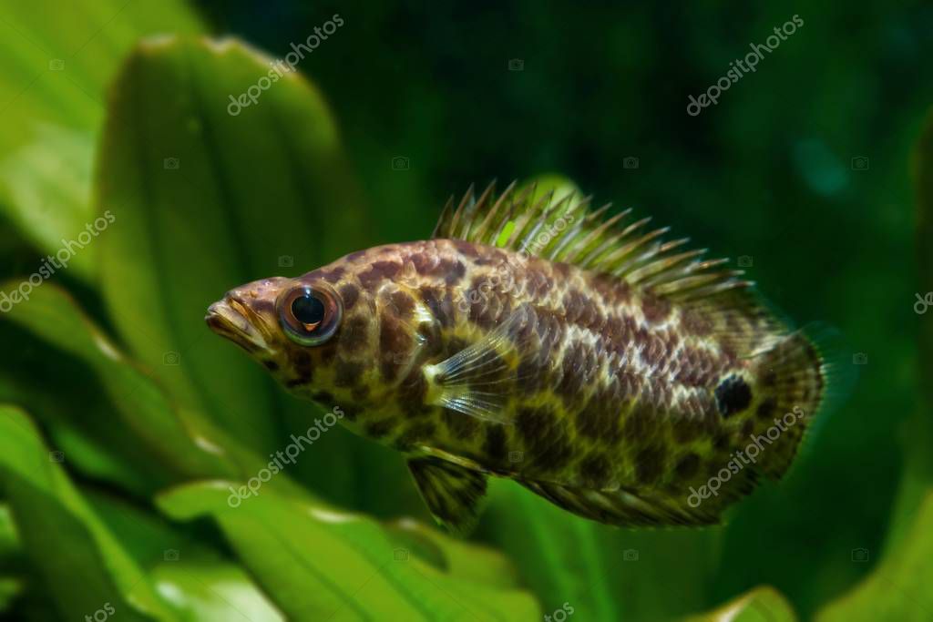 peces leopardo arbusto, especies de laberinto espectaculares de agua ...