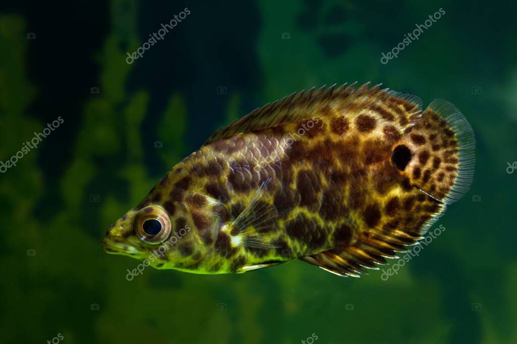 peces leopardo arbusto, exóticas y divertidas especies de laberinto de ...