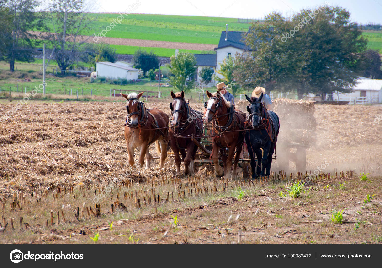 Amish Working In Field