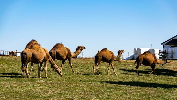 Camel house Stock Photos, Royalty Free Camel house Images | Depositphotos