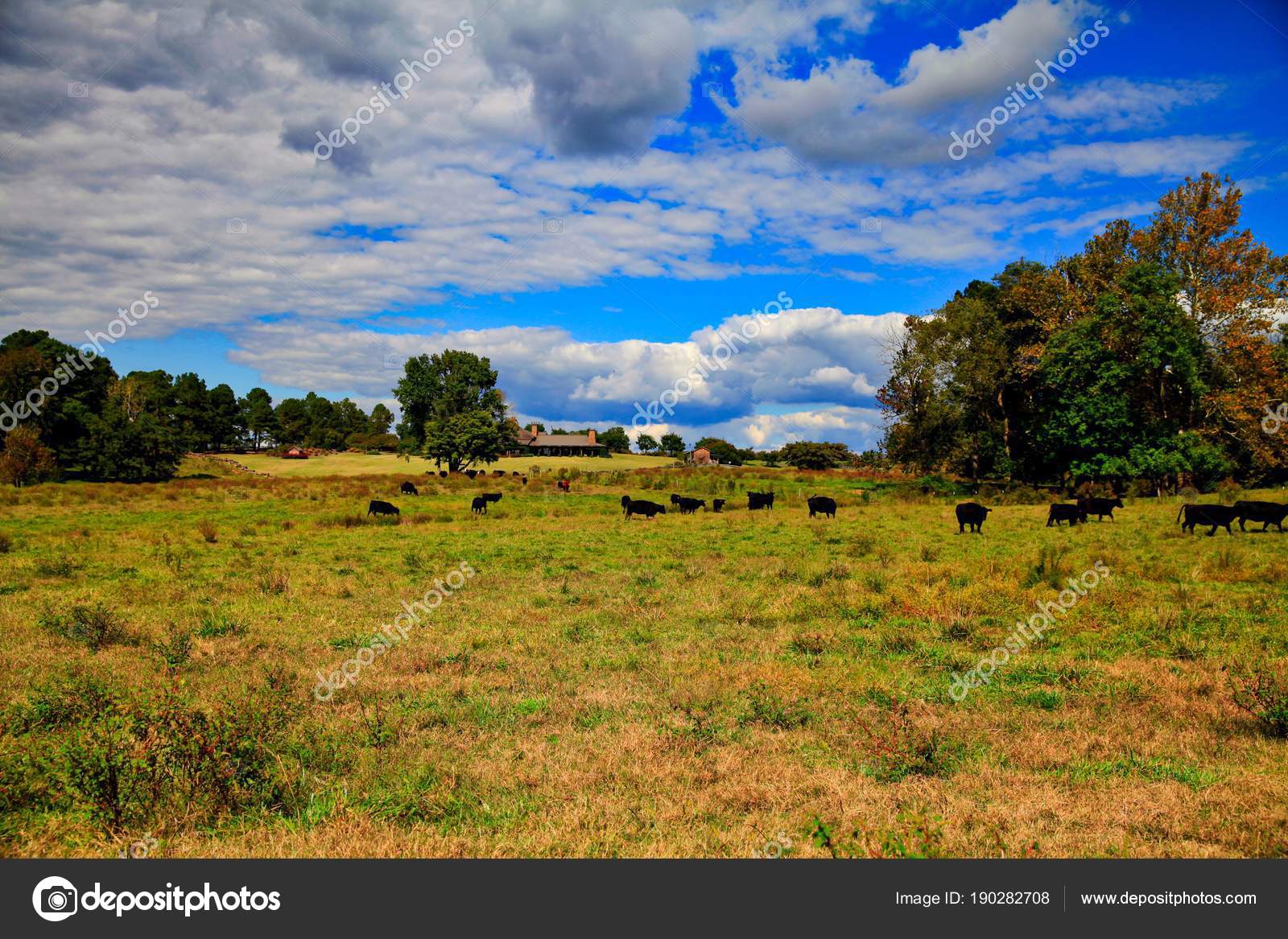 Scenery Beautiful Farm Cow — Stock Photo © dvzzang@naver.com #190282708