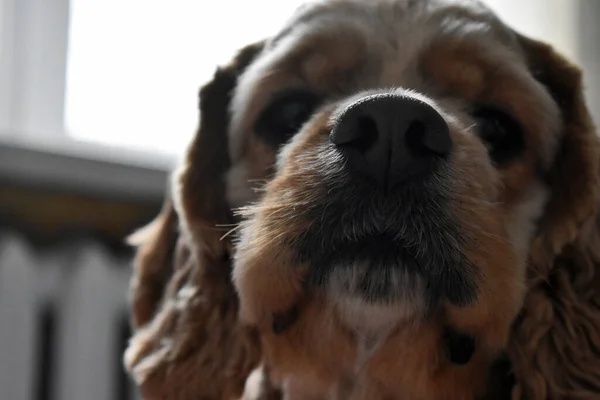 Bogey Stock Photos, Royalty Free Bogey Images | Depositphotos