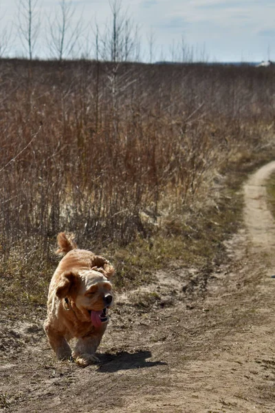 Red dog runs Stock Photos, Royalty Free Red dog runs Images | Depositphotos