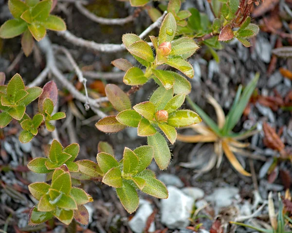 Tundra rostliny Stock Photos, Royalty Free Tundra rostliny Images ...