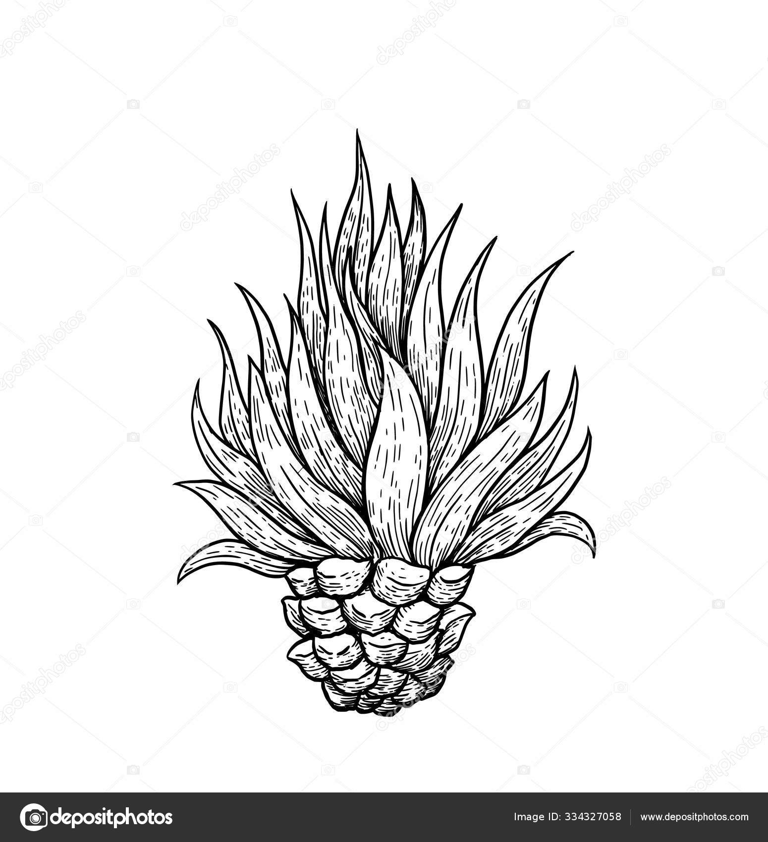 Agave Drawing