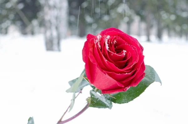Rose snow Stock Photos, Royalty Free Rose snow Images | Depositphotos