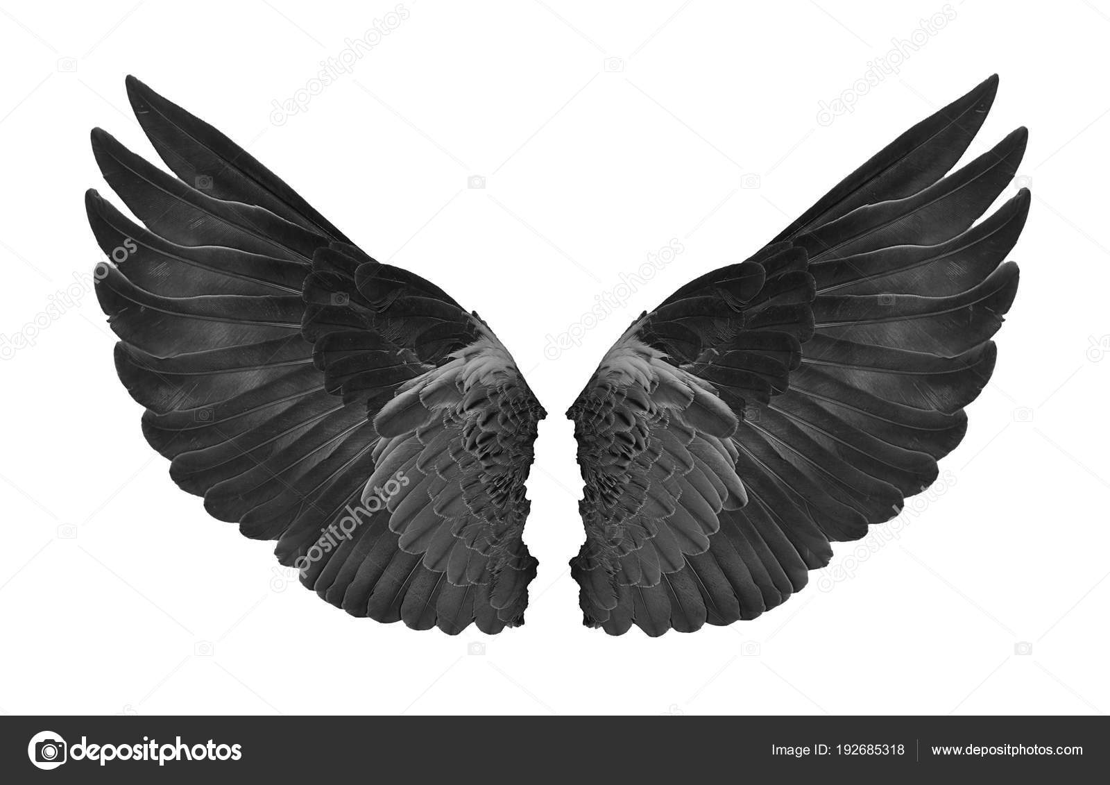 Pinion on the sprawling white backgrounds Stock Photo by ©anatchant ...