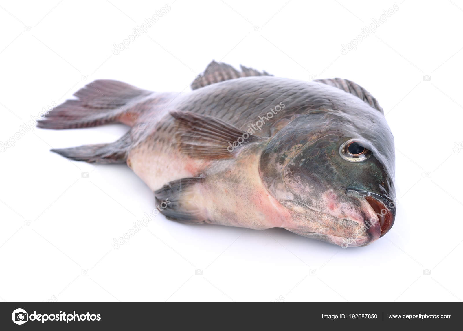 Fish,Oreochromis nilotica isolated on white background Stock Photo by ...