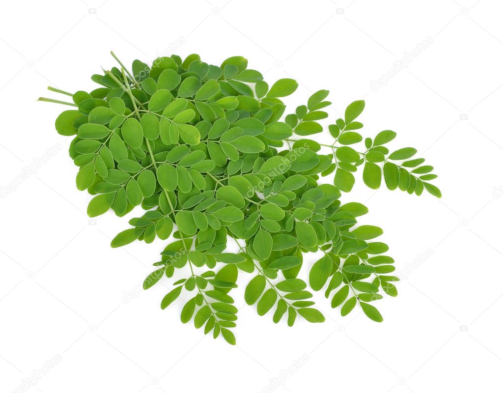 Moringa oleifera hojas sobre fondo blanco 2024
