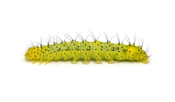 Caterpillar white background Stock Photos, Royalty Free Caterpillar ...