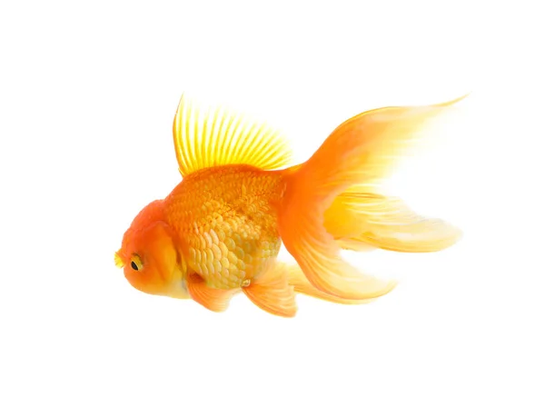 Orange Goldfish on White — Stock Photo © Alexstar #12612579