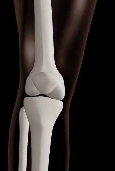 Knee Anatomy — Stock Photo © lightsource #49954221