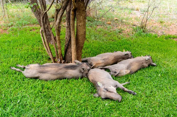 Pigs under tree Stock Photos, Royalty Free Pigs under tree Images ...