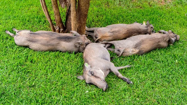 Pigs under tree Stock Photos, Royalty Free Pigs under tree Images ...