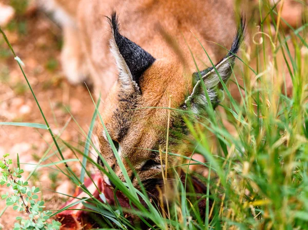 Caracal caracal Stock Photos, Royalty Free Caracal caracal Images ...
