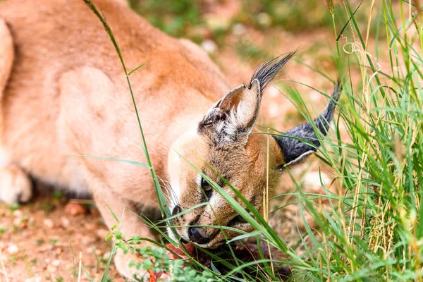 Caracal branch Stock Photos, Royalty Free Caracal branch Images ...