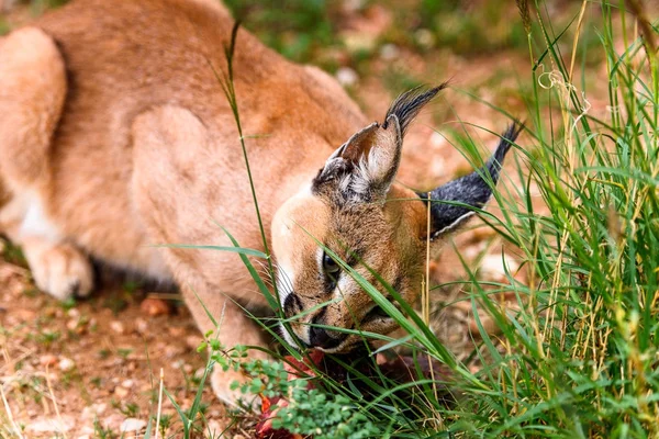 Caracal branch Stock Photos, Royalty Free Caracal branch Images ...