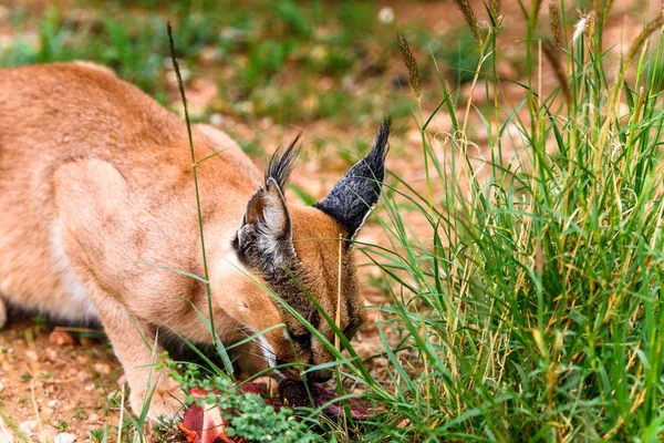 ᐈ Caracal stock pictures, Royalty Free caracal images photos | download ...