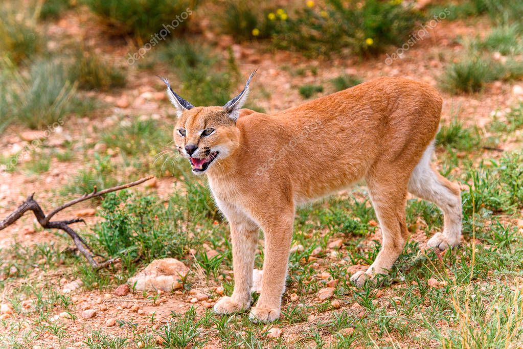 Vista cercana de Caracal en el Santuario de Vida Silvestre Naankuse ...