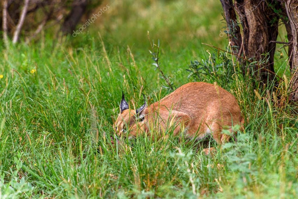 Caracal en el Santuario de Vida Silvestre Naankuse, Namibia, África 2024