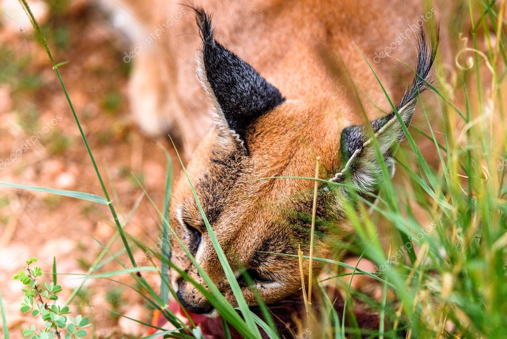 Caracal comiendo carne en el Santuario de Vida Silvestre Naankuse ...