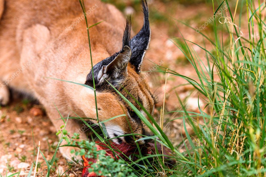 Caracal comiendo carne en el Santuario de Vida Silvestre Naankuse ...