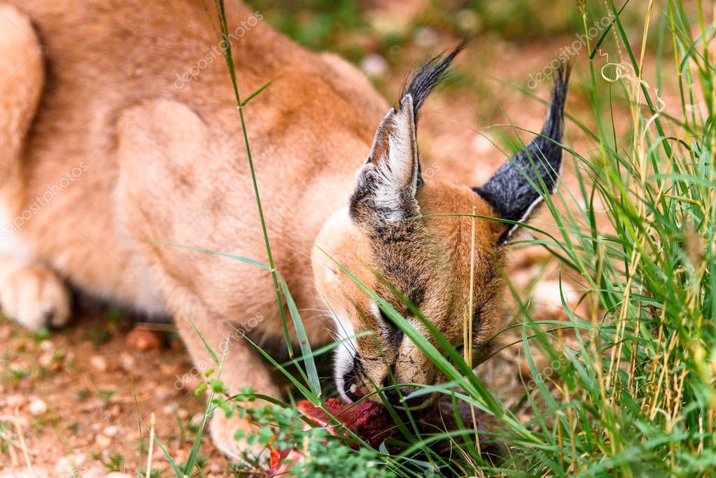 Caracal comiendo carne en el Santuario de Vida Silvestre Naankuse ...