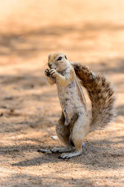 Chipmonk Stock Photos, Royalty Free Chipmonk Images | Depositphotos