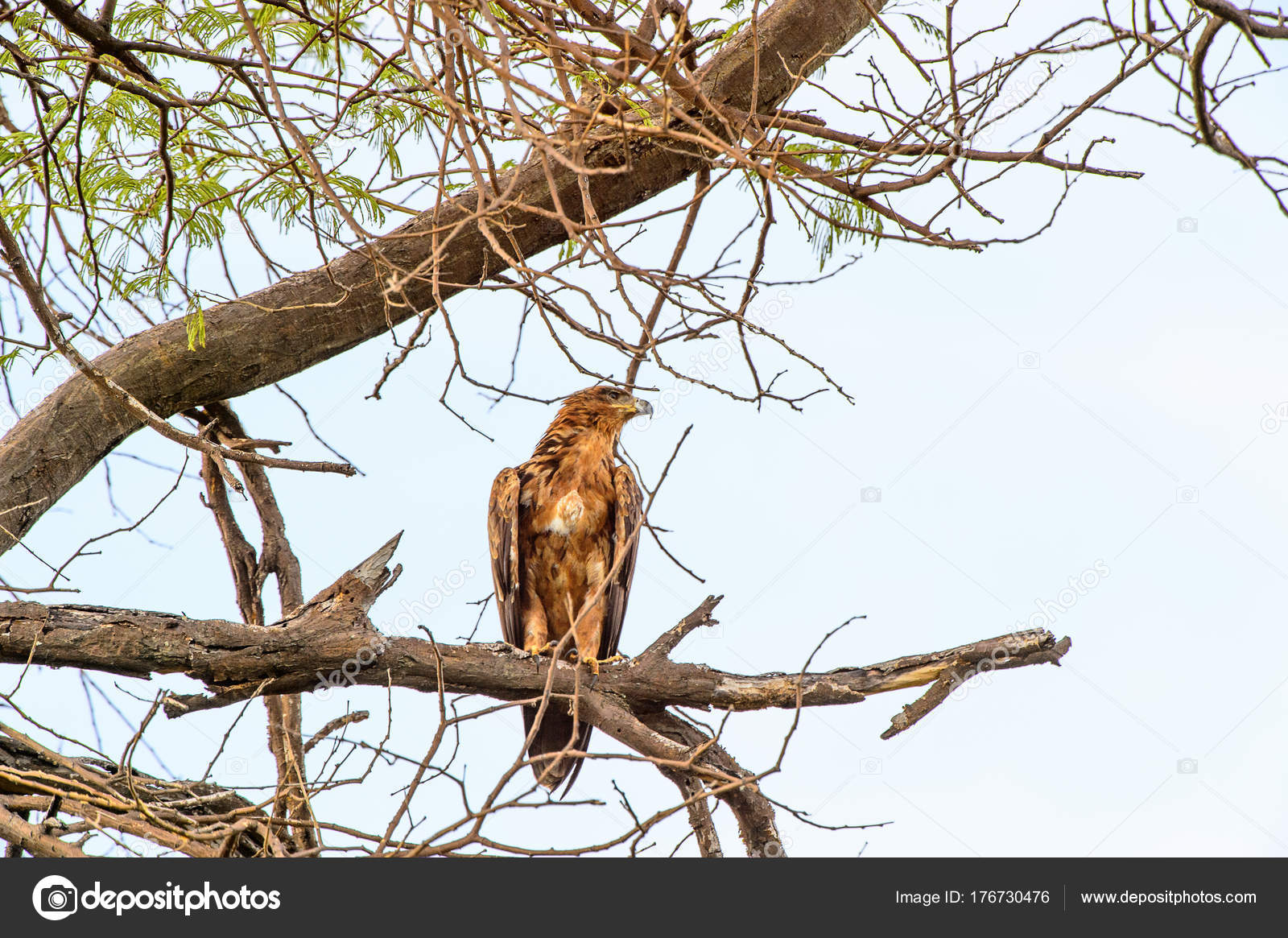 Falcon Tree Moremi Game Reserve Okavango River Delta National Park ⬇ ...