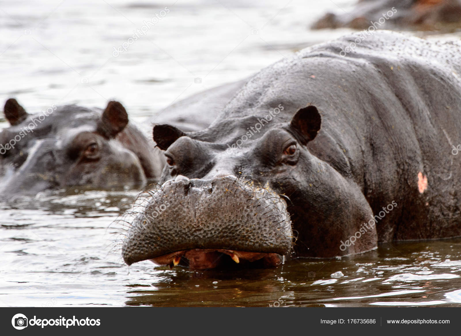 Scary Hippopotamus Water Moremi Game Reserve Okavango River Delta ...