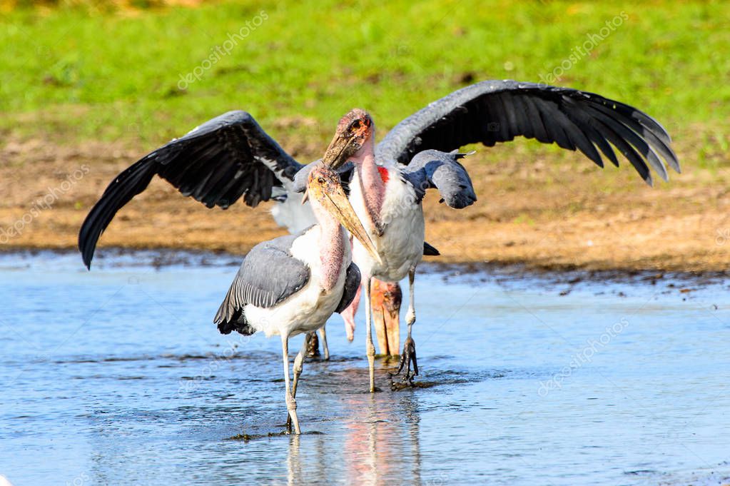 Cigüeña de Marabú en la reserva de caza de Moremi (delta del río ...