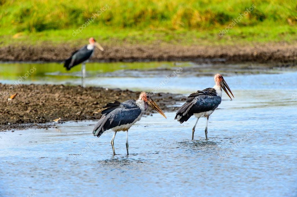 Cigüeña de Marabú en la reserva de caza de Moremi (delta del río Okavango), Parque Nacional ...