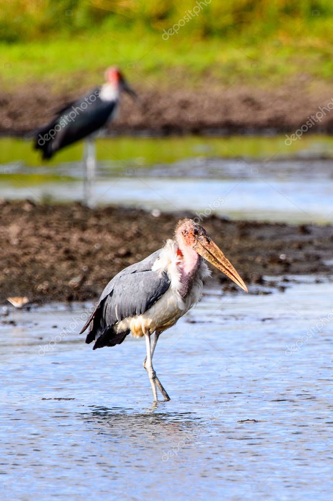 Cigüeña de Marabú en la reserva de caza de Moremi (delta del río Okavango), Parque Nacional ...