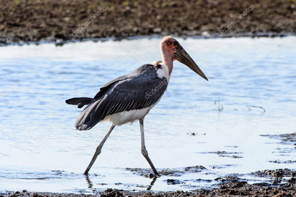 Cigüeña de Marabú en la reserva de caza de Moremi (delta del río ...