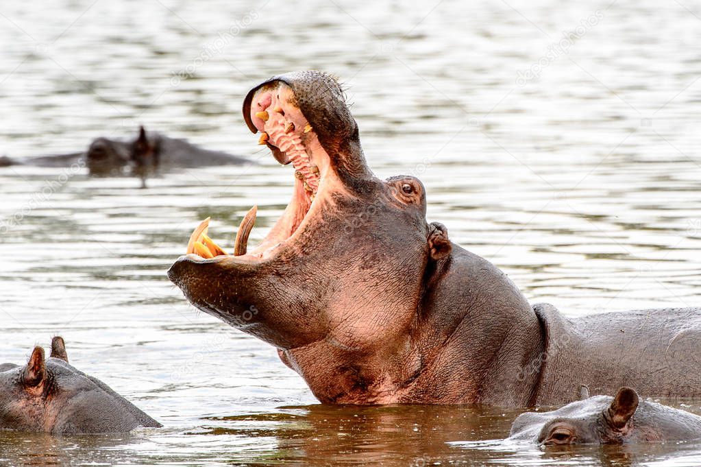 Hipopótamo con desembocadura abierta en la Reserva de Caza Moremi ...
