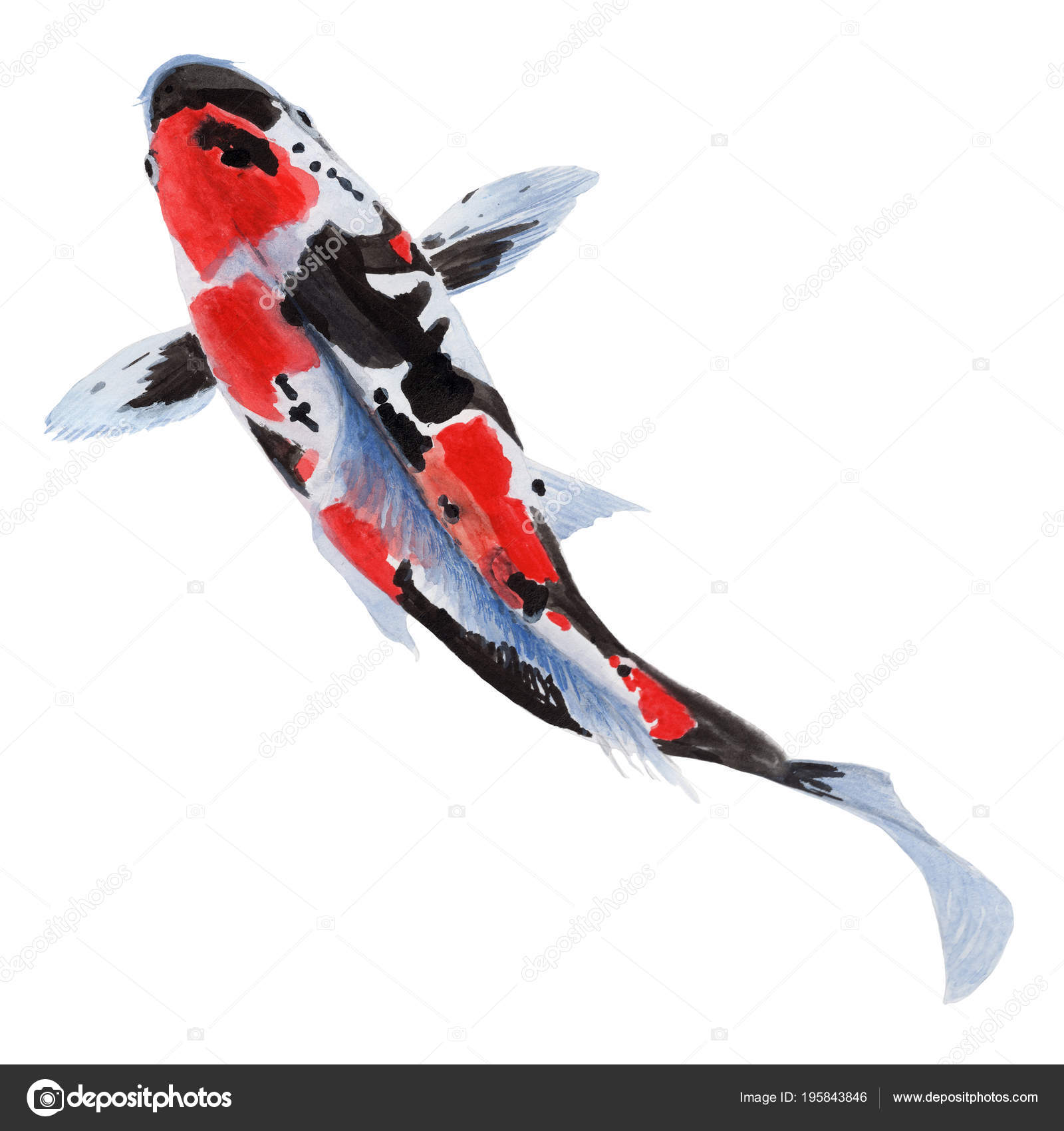 Koi Crap Fish Hand Drawn Sketch Watercolor Illustrations Watercolor ...