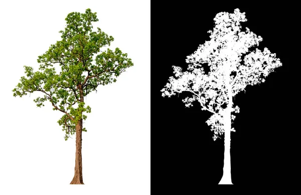 Tree transparent background Stock Photos, Royalty Free Tree transparent ...